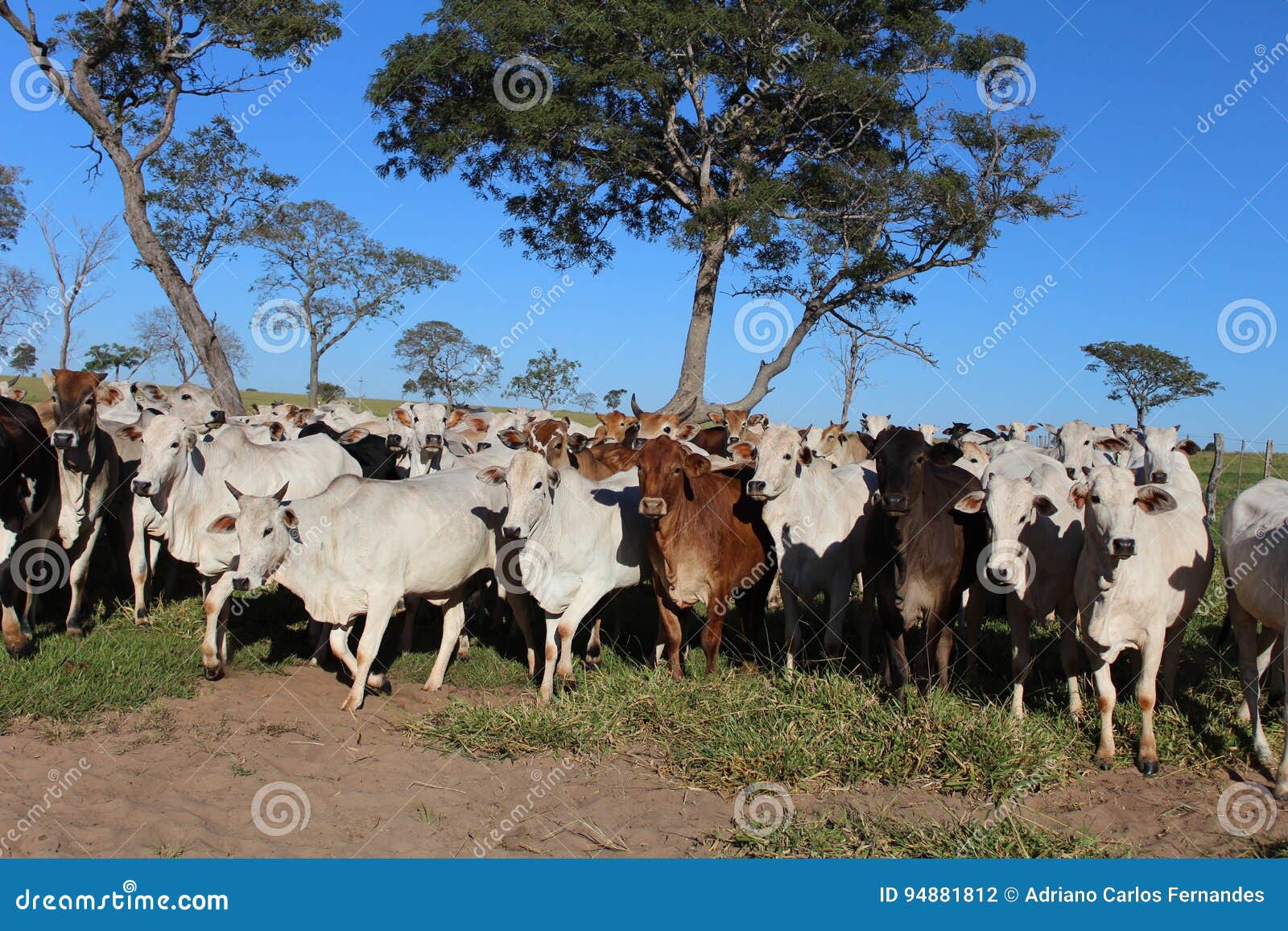 Cattle Breeding Royalty-Free Stock Photo | CartoonDealer.com #2687235