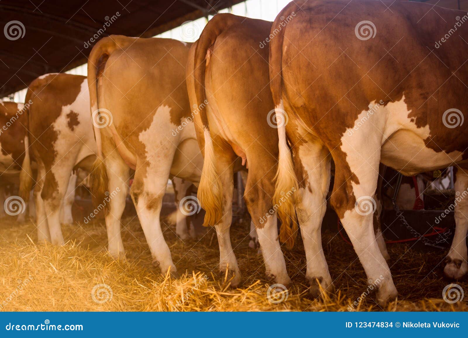Cattle Breeding Royalty-Free Stock Photo | CartoonDealer.com #2687235