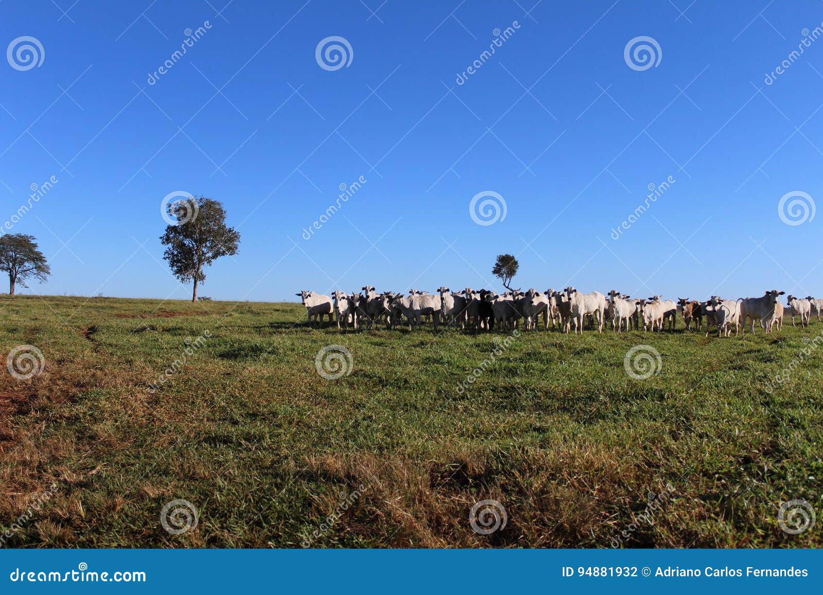 Cattle breeding stock photo. Image of bovine, brazil - 94881932