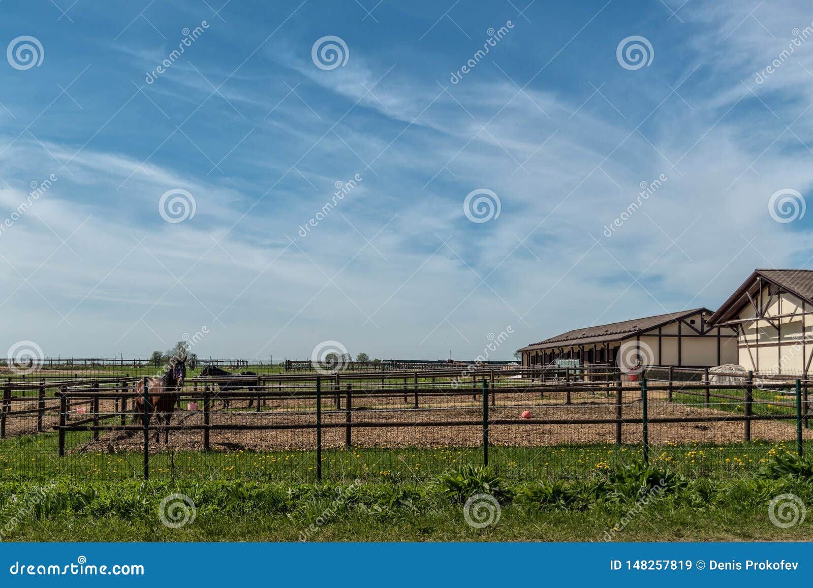 Cattle Breeding and Farming. Farm for Breeding Horses Stock Image ...