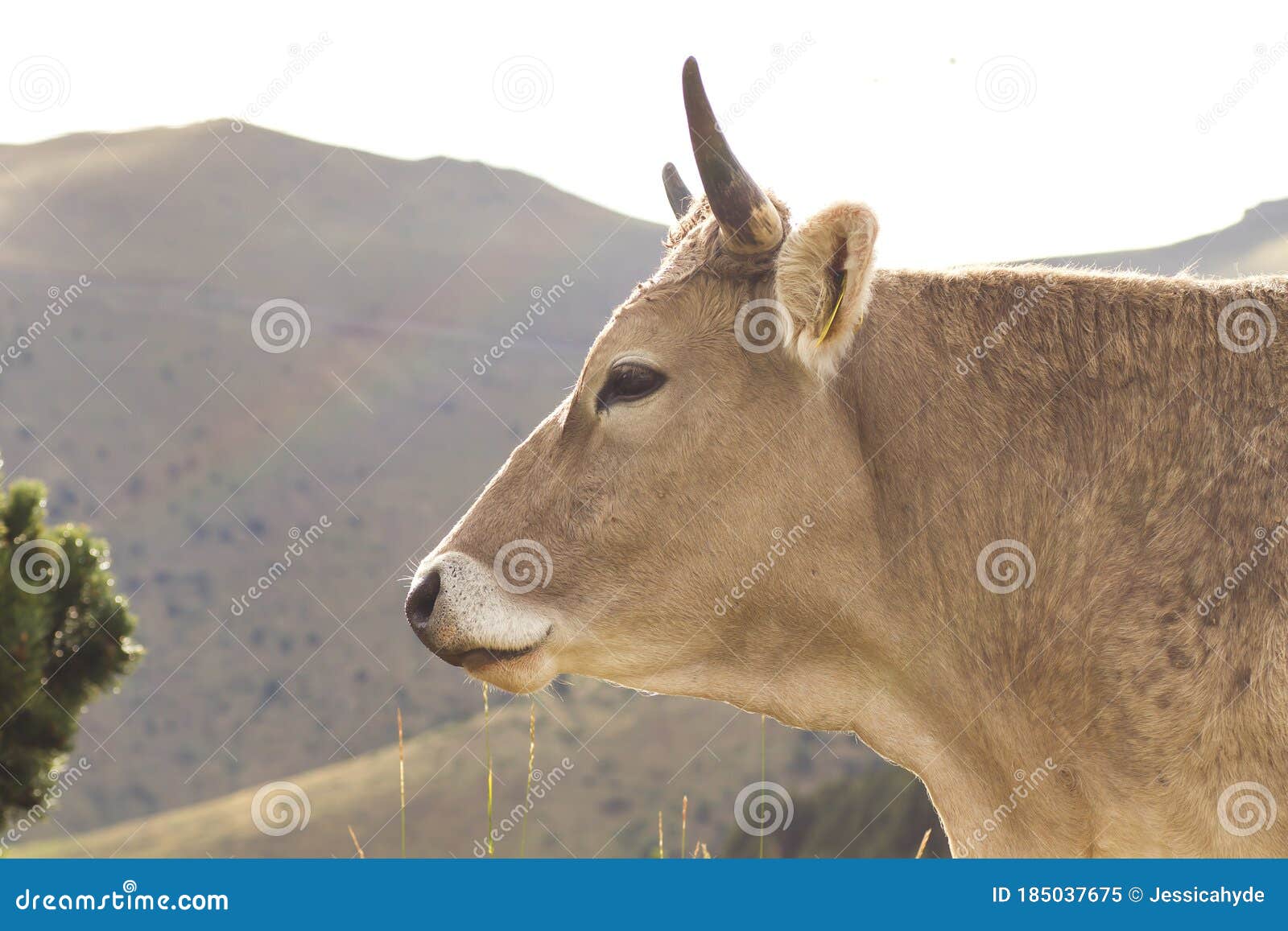 Cattle Breeding in the Mountains Stock Image - Image of green, ecologic ...
