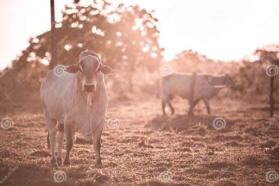 Cattle Breeding Outdoors stock image. Image of sunset - 102035455