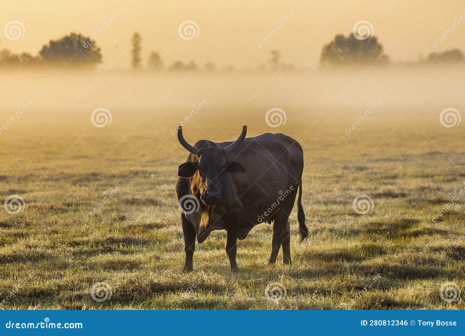 Cattle, Bull at Sunrise stock photo. Image of morning - 280812346