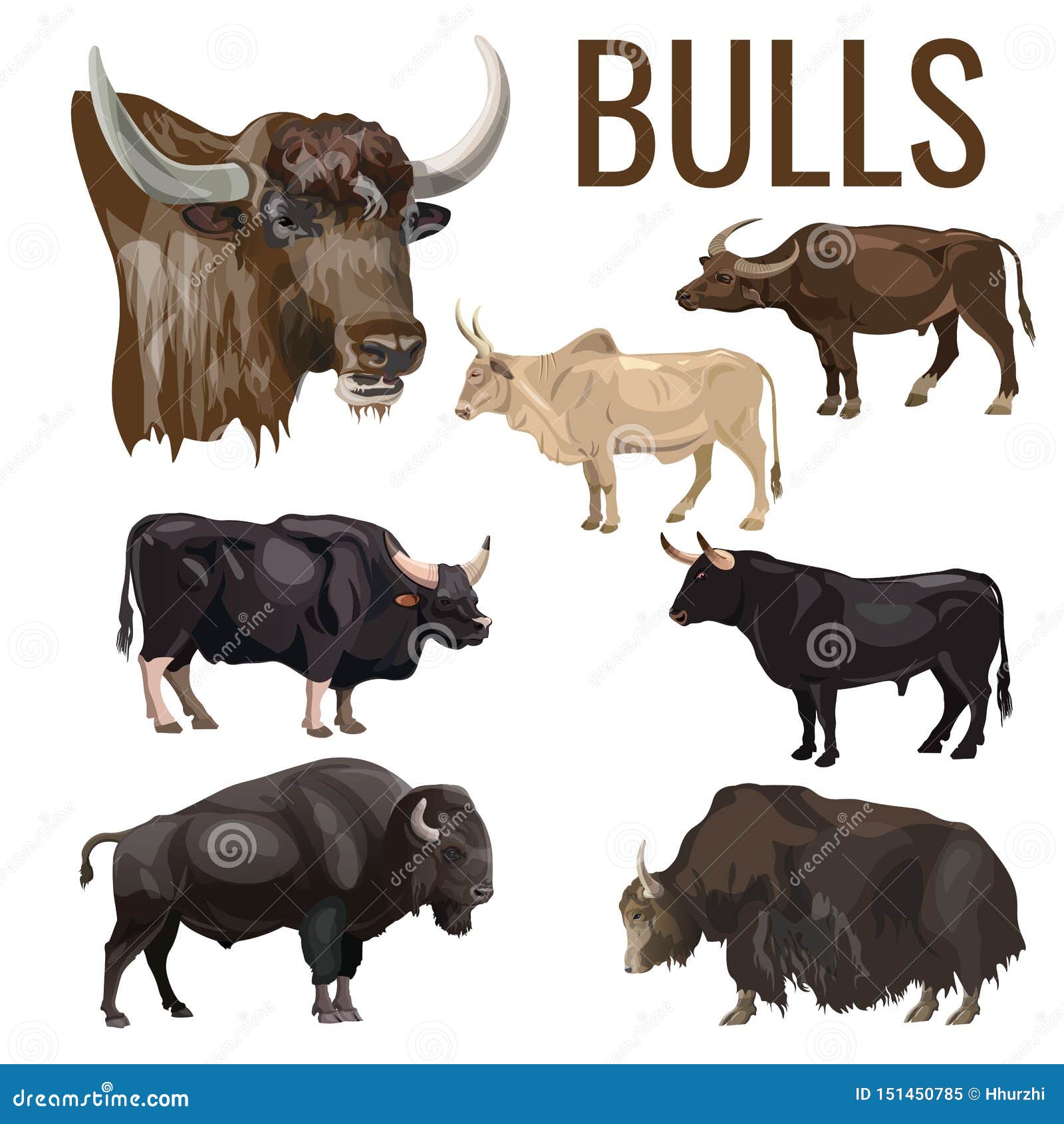 Cattle bulls set stock vector. Illustration of agriculture - 151450785 Cattle bulls set stock vector. Illustration of agriculture - 151450785