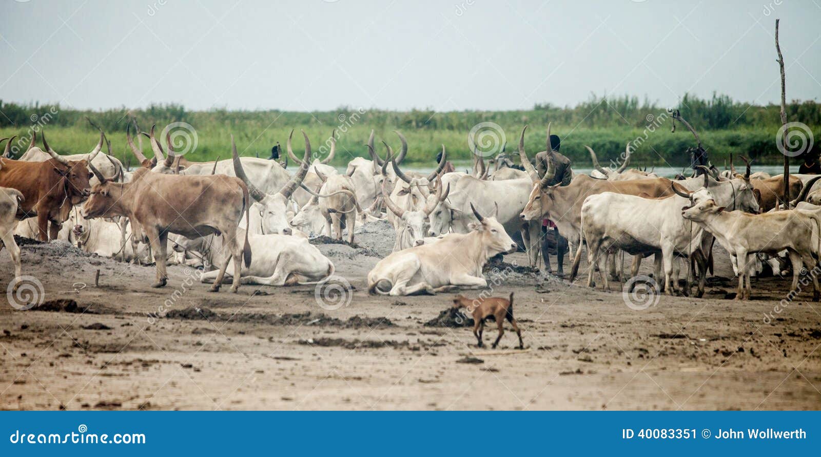 Cattle camp in south sudan editorial photo. Image of herd - 40083351