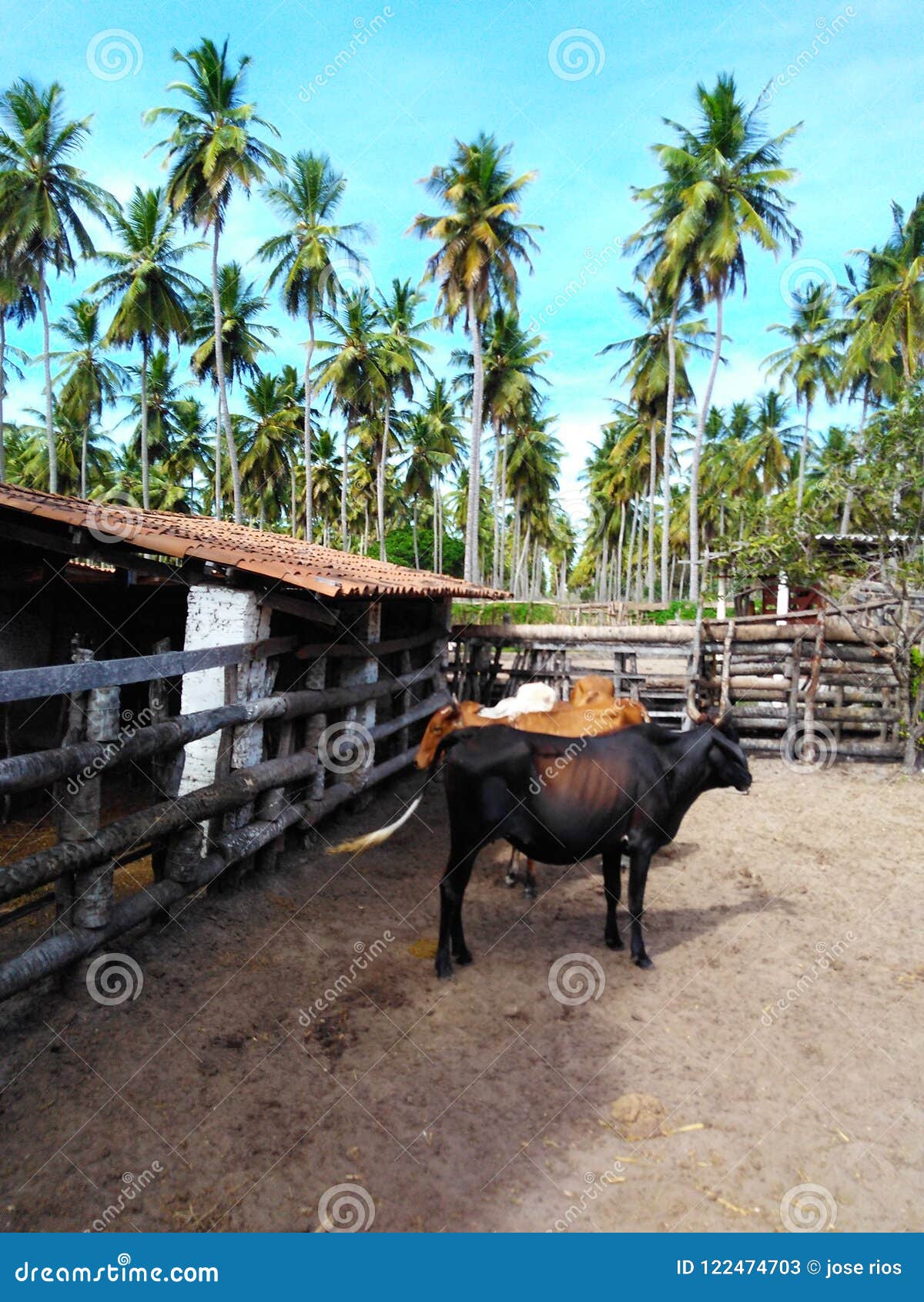 Cattle stock image. Image of livestock, tree, coconut - 122474703