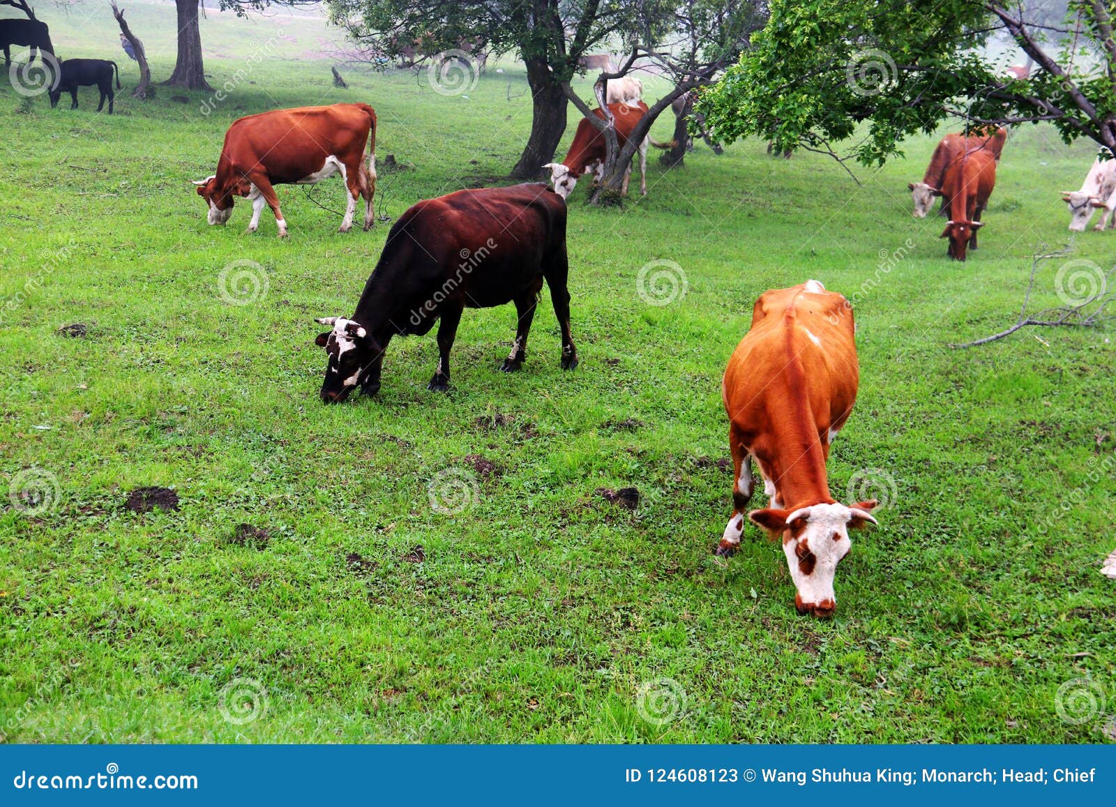 Cattle stock image. Image of cattle, alabastrum, chinese - 124608123
