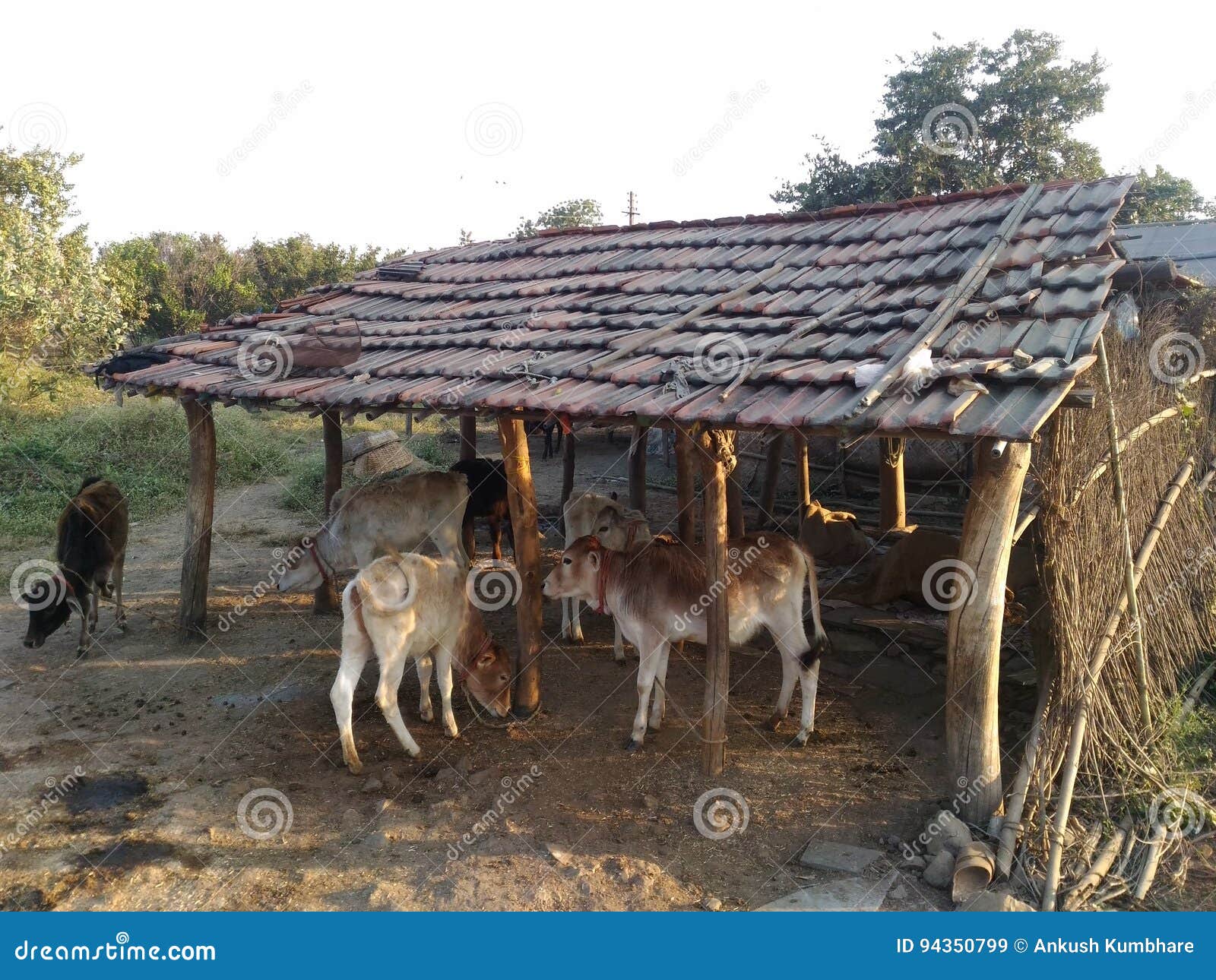 Cattle stock image. Image of domestic, villagelife, animal - 94350799
