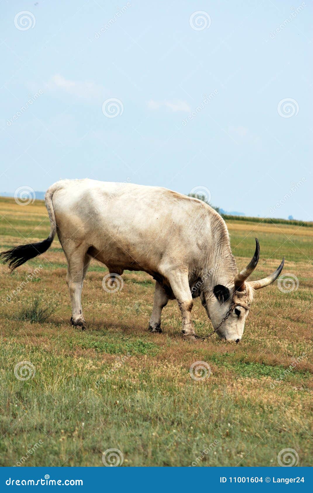Cattle on chain stock photo. Image of farm, animal, hungarian - 11001604