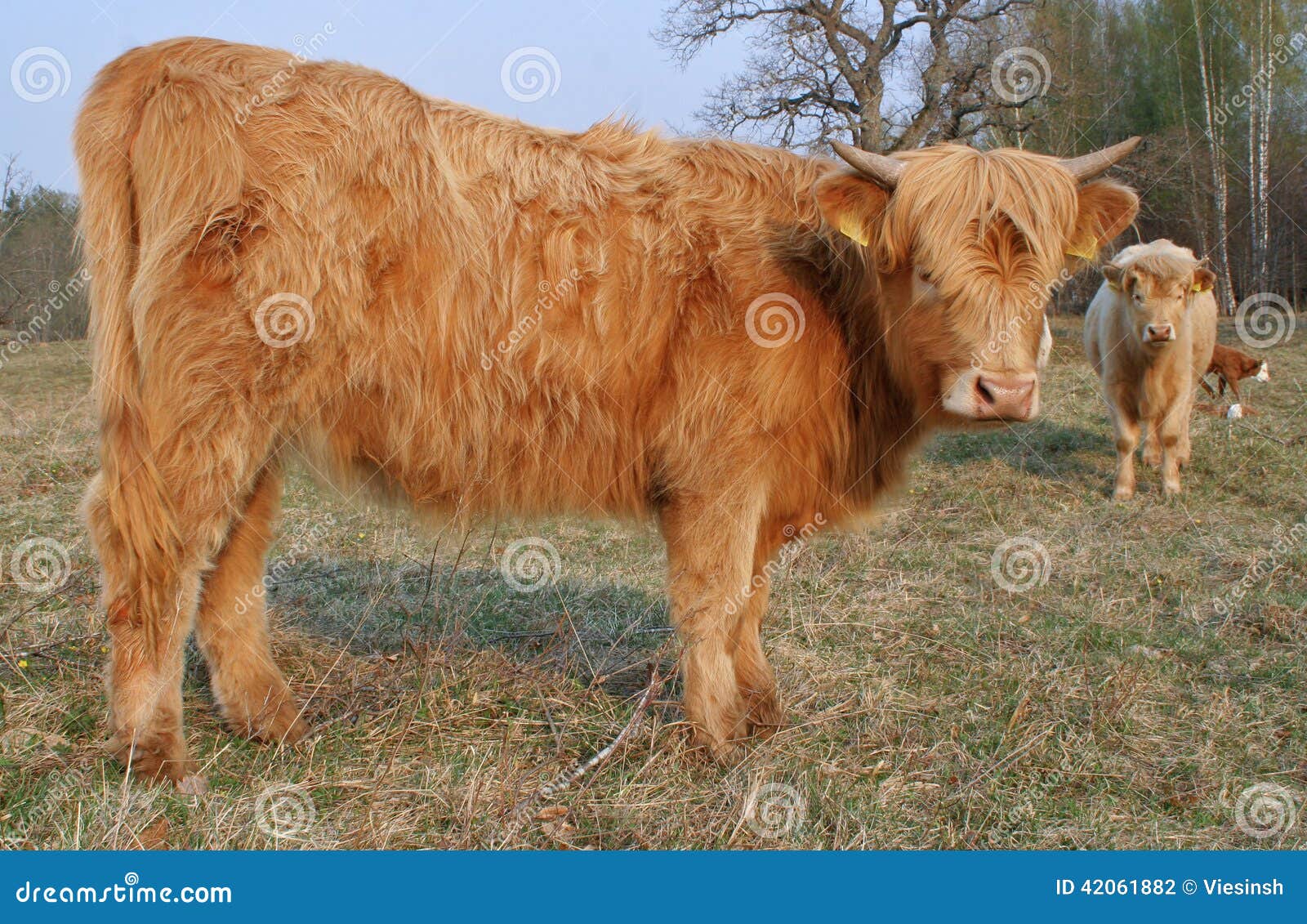 Cattle stock photo. Image of cattle, beef, highland, pasturing - 42061882