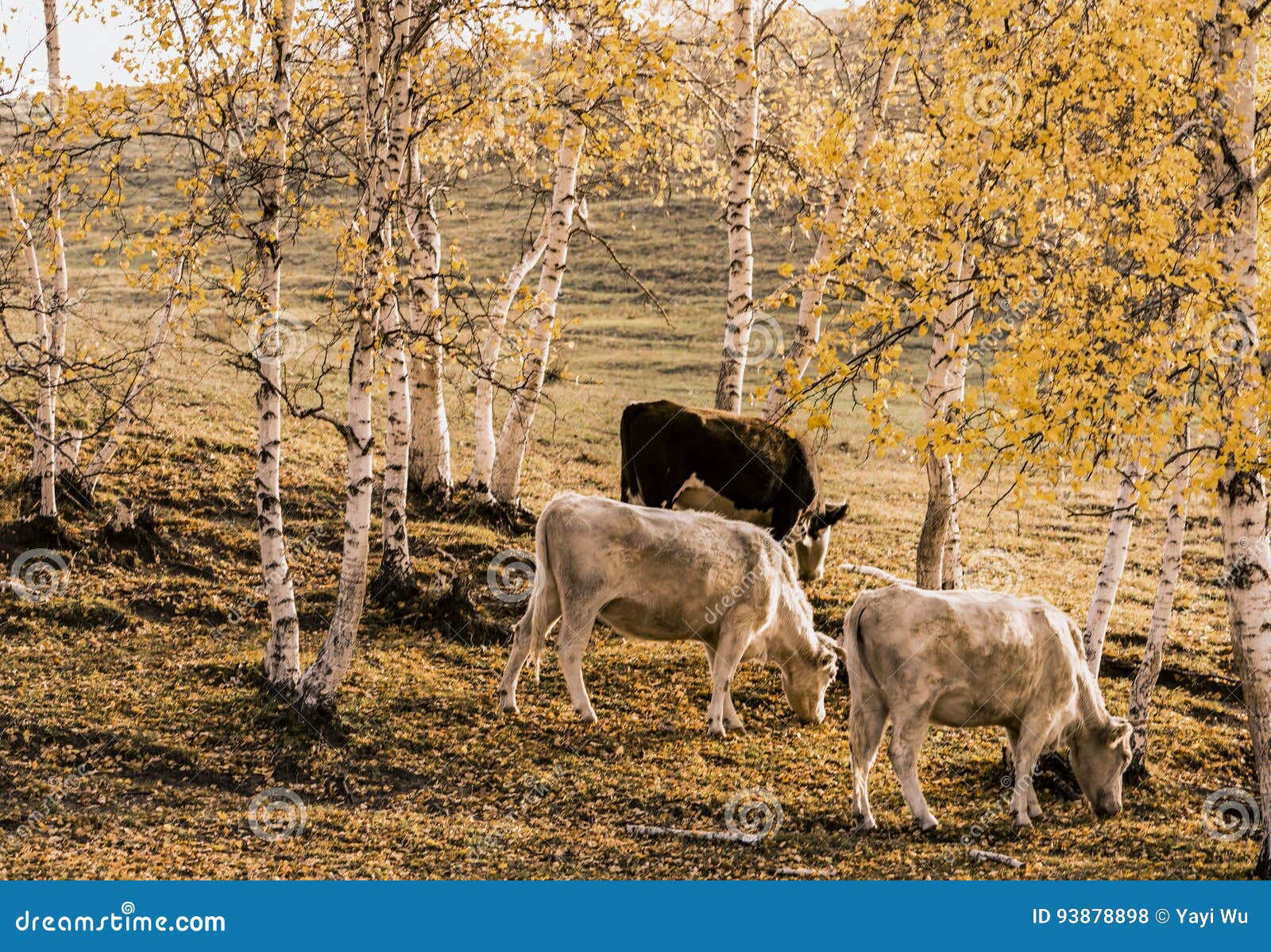 Cattle stock photo. Image of china, scenery, autumn, cattle - 93878898