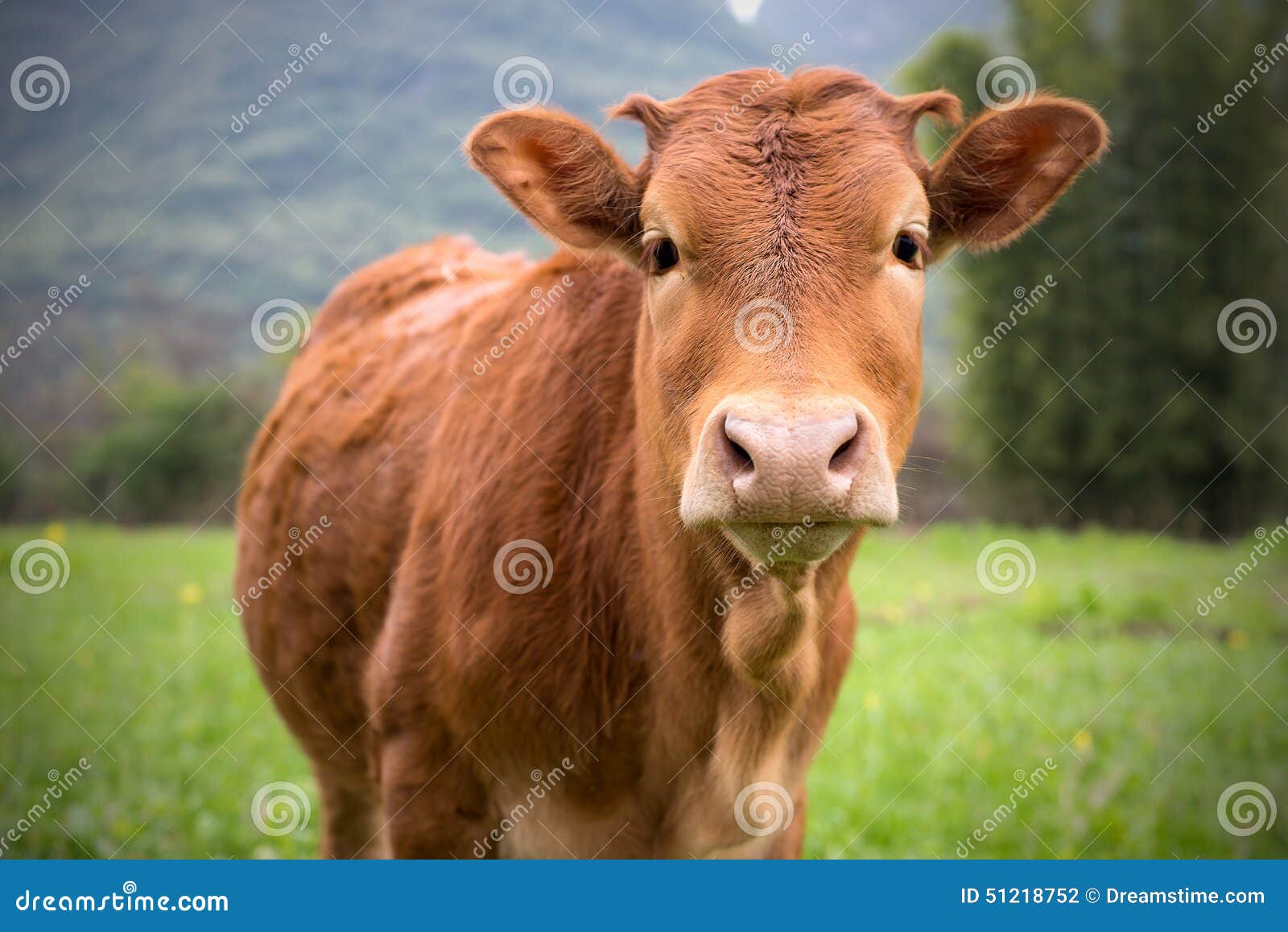 Cattle stock photo. Image of yellow, cattle, animal, hotpot - 51218752