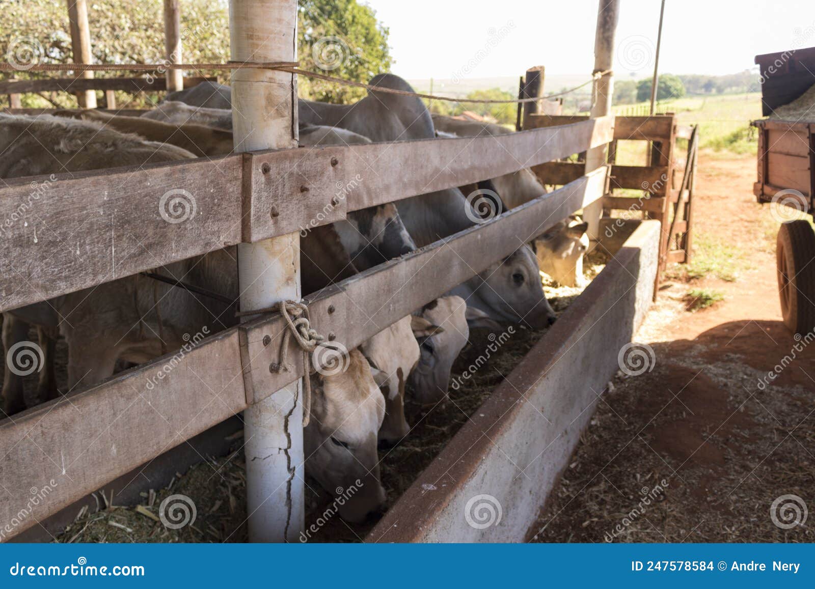 Cattle on Confinement in Farm Stock Photo - Image of livestock, range ...