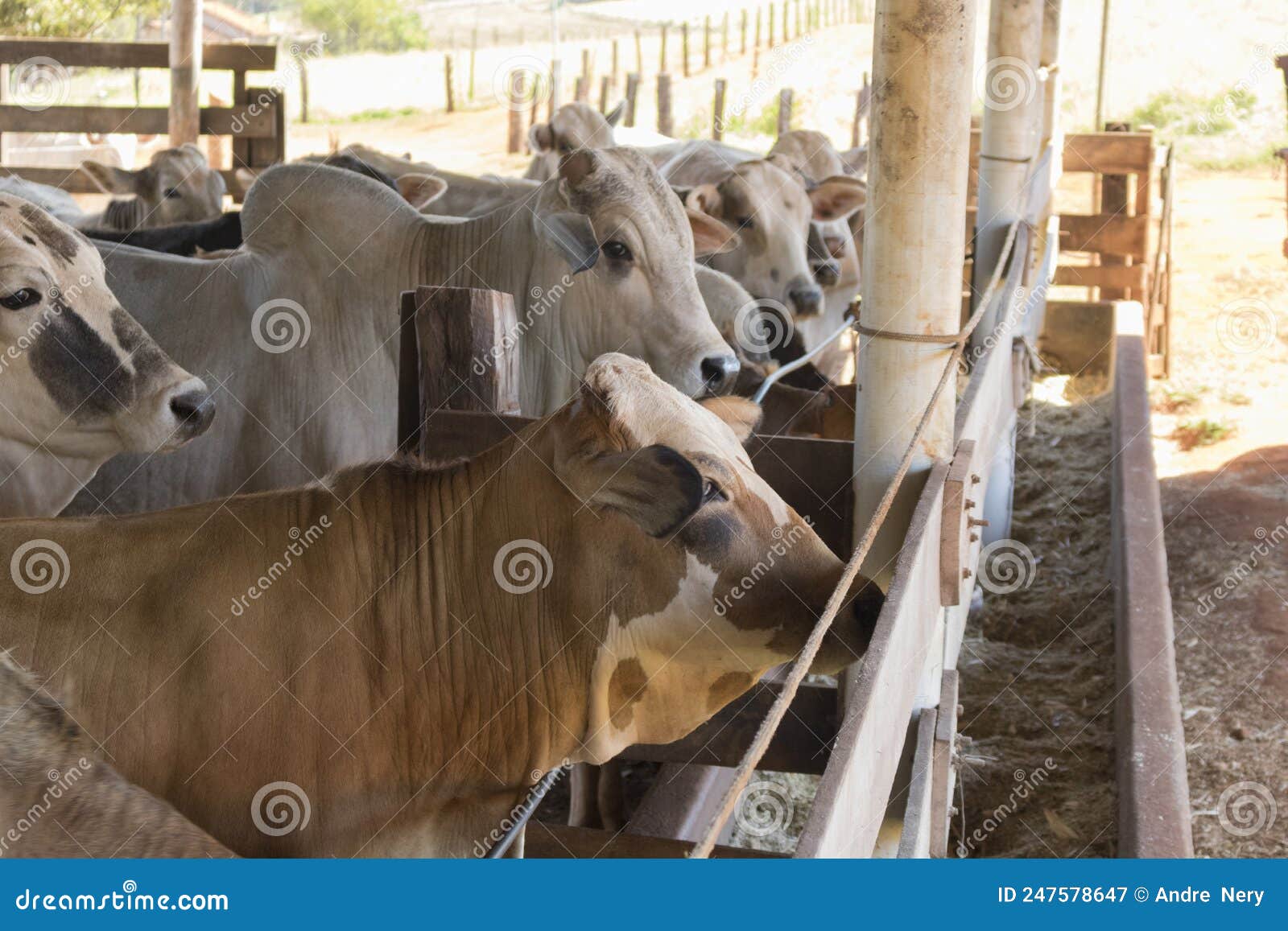Cattle on Confinement in Farm Stock Image - Image of farming ...