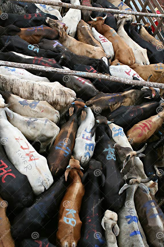 Cattle Corral stock photo. Image of animals, ranch, herd - 19206112