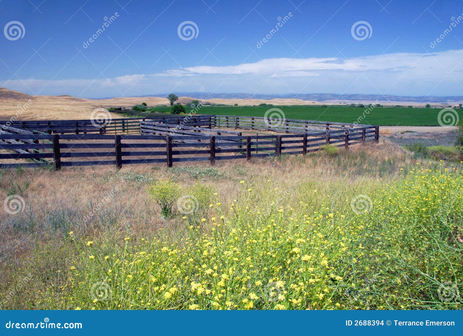 Cattle Corrals in Summer stock photo. Image of irrigated - 2688394