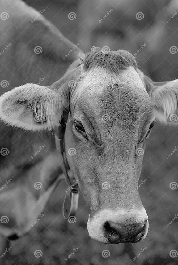 Cattle Cow Grazing On Farmland Grazing Cows In A Meadow With Grass Cows Herd On A Grass Field