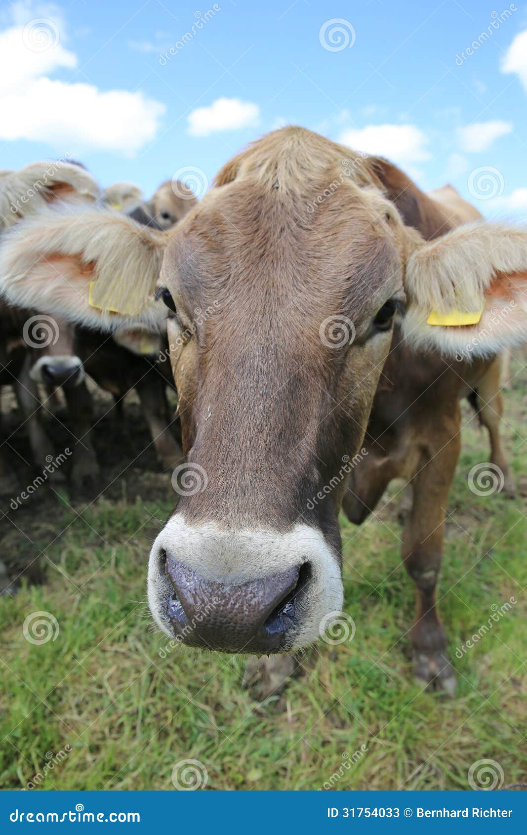 Cattle stock image. Image of animal, europe, allgau, germany - 31754033