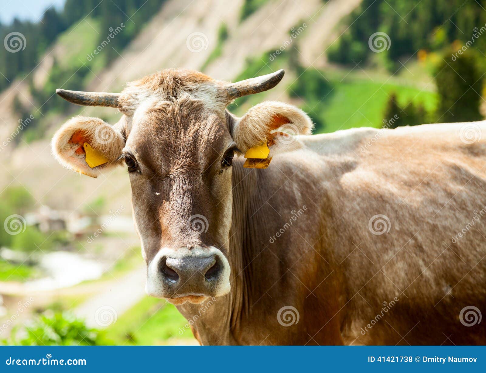 Cattle stock photo. Image of cute, grazing, animal, staring - 41421738
