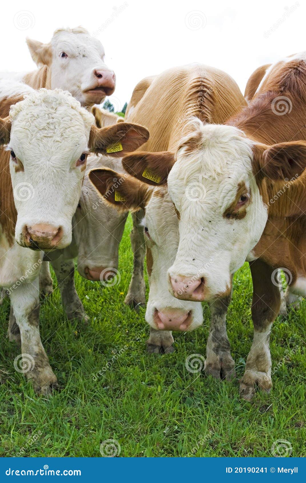 Cattle cows stock image. Image of pasture, fuzzy, nature - 20190241