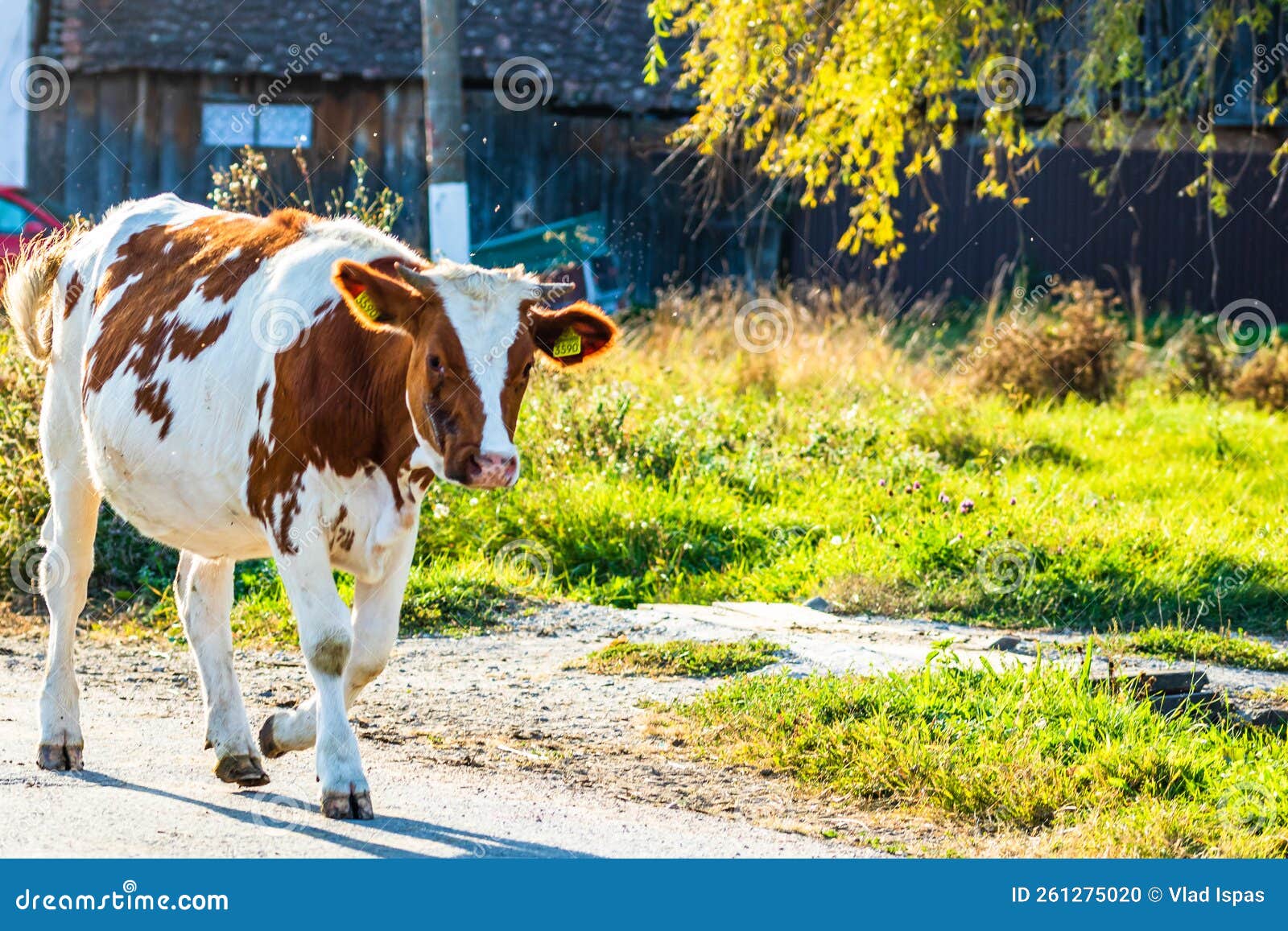 A Cattle of Cows Crossing the Street Stock Photo - Image of grazing ...