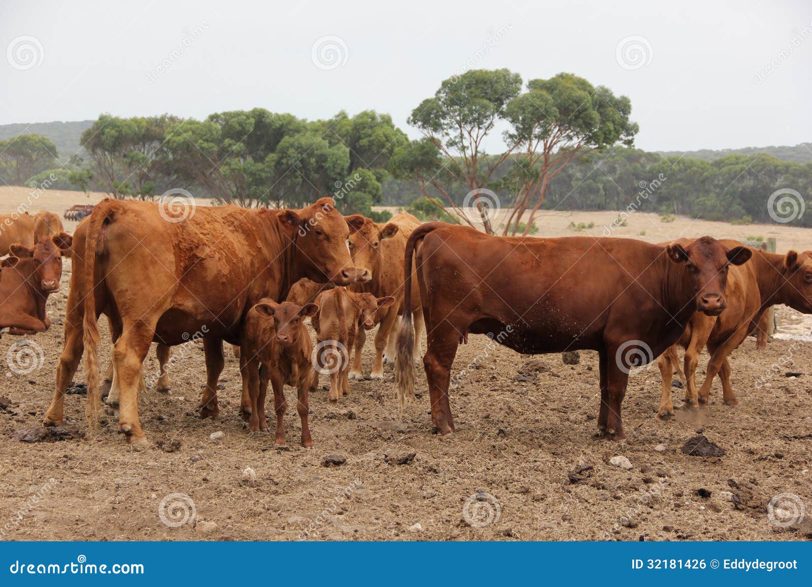 Cattle stock photo. Image of land, agriculture, adult - 32181426