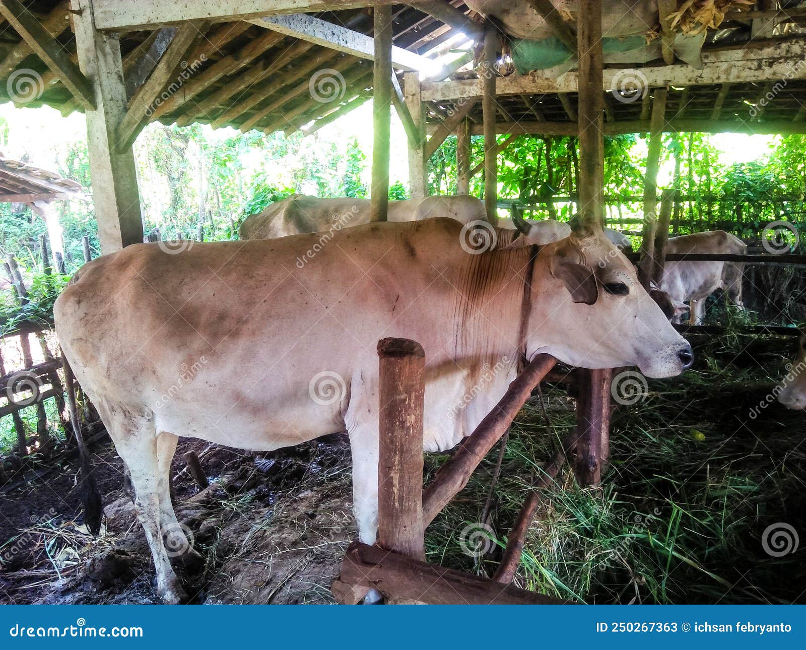 The Cattle of Cows and Fresh Grass Stock Image - Image of nature, grass ...