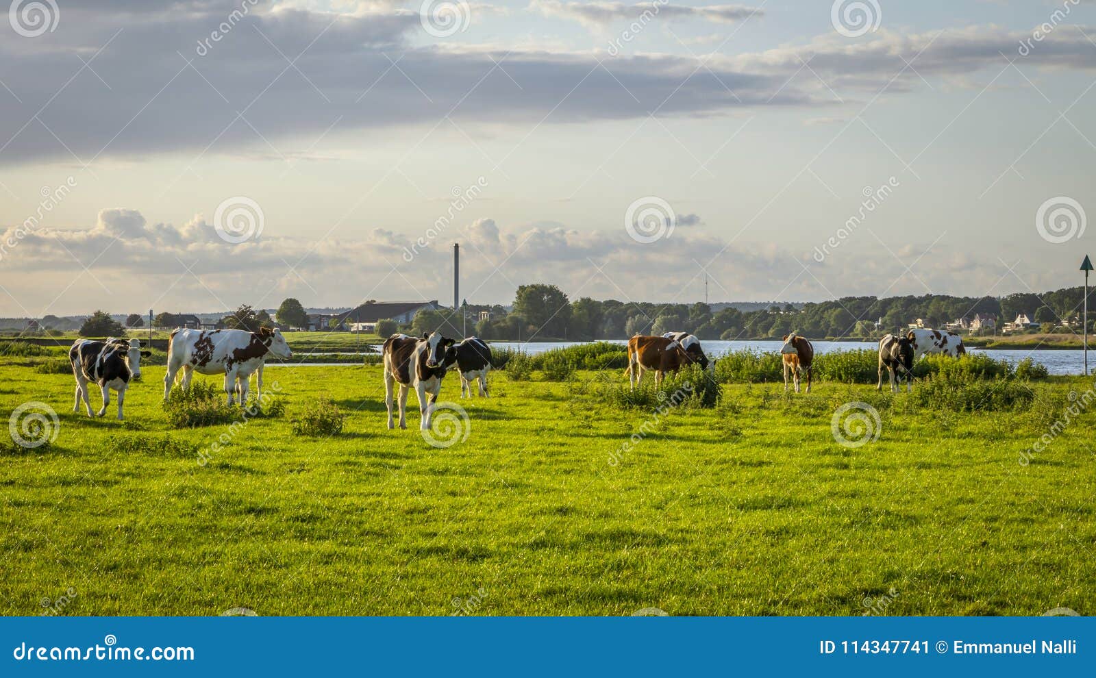 Cattle of Cows on a Green Field Stock Image - Image of country ...