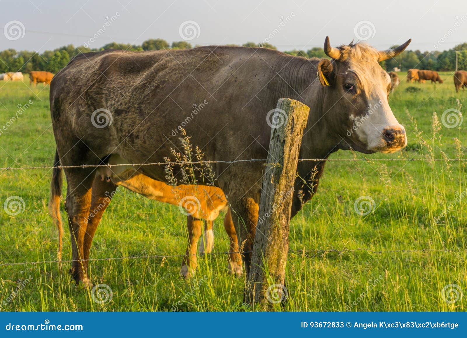 Cattle - cows stock image. Image of grazing, green, meadow - 93672833