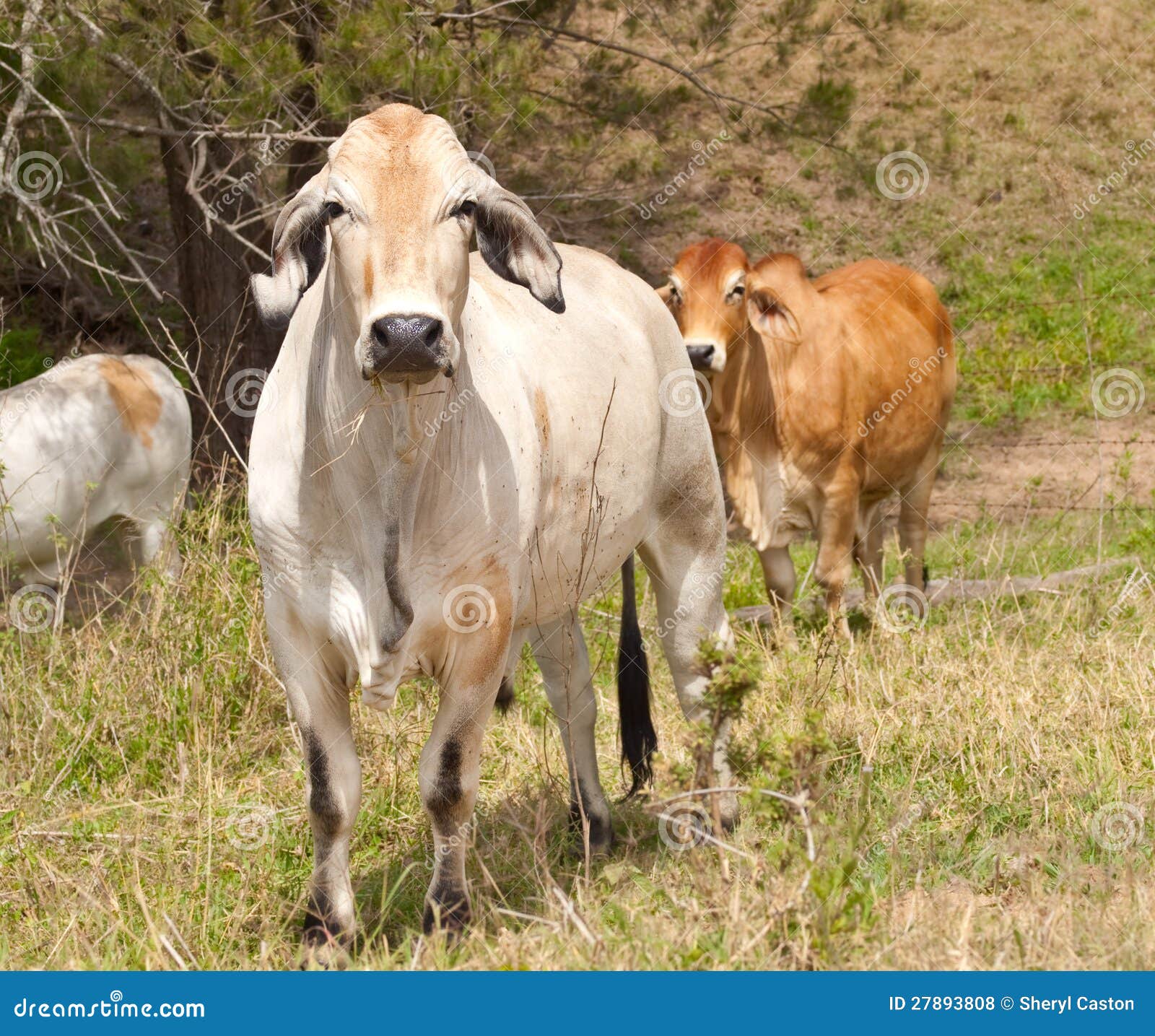 Cattle with Cows Steers Bullock and Bull Stock Photo - Image of ...