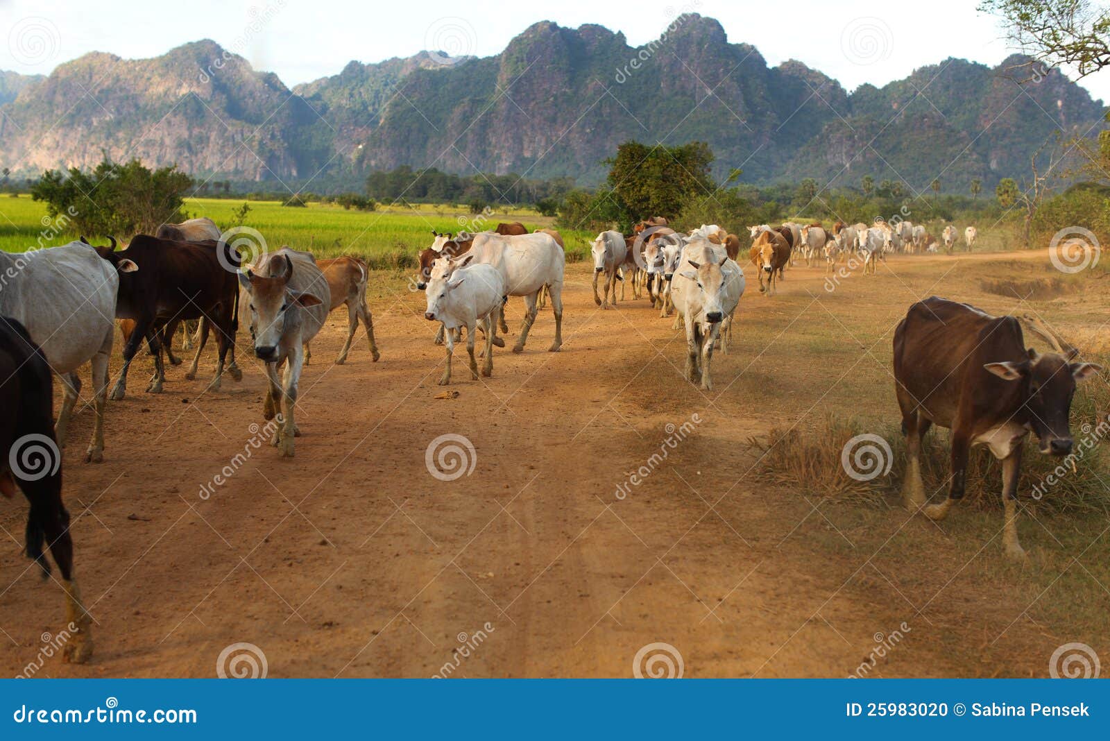Cattle of Cows Walking Home from Pasture Stock Photo - Image of farming ...