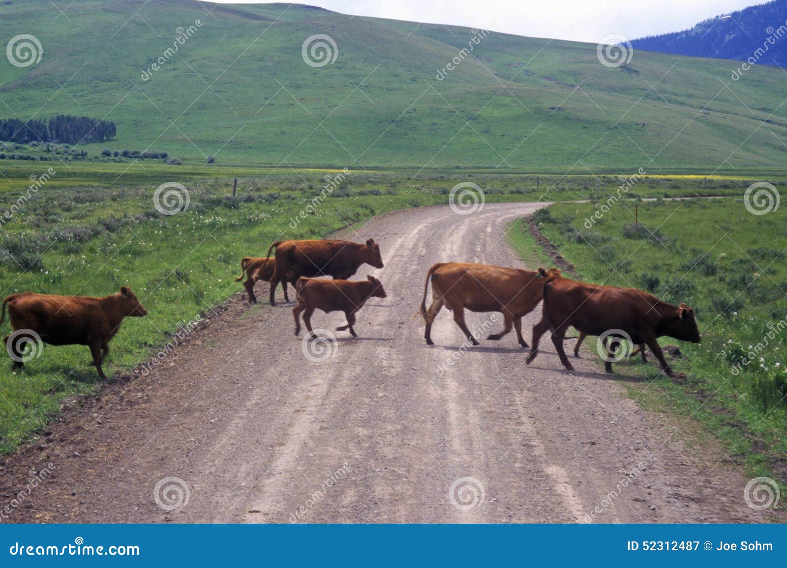 Cattle Crossing Dirt Road, Centennial Valley, MT Stock Image - Image of ...
