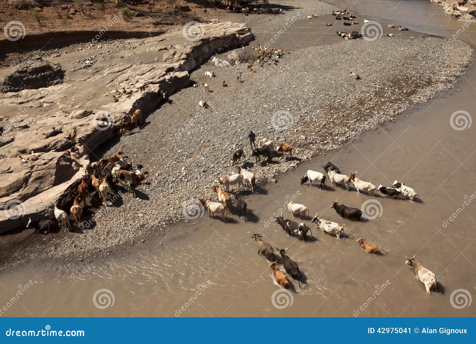 Cattle Crossing A River, Ethiopia Editorial Photo | CartoonDealer.com ...