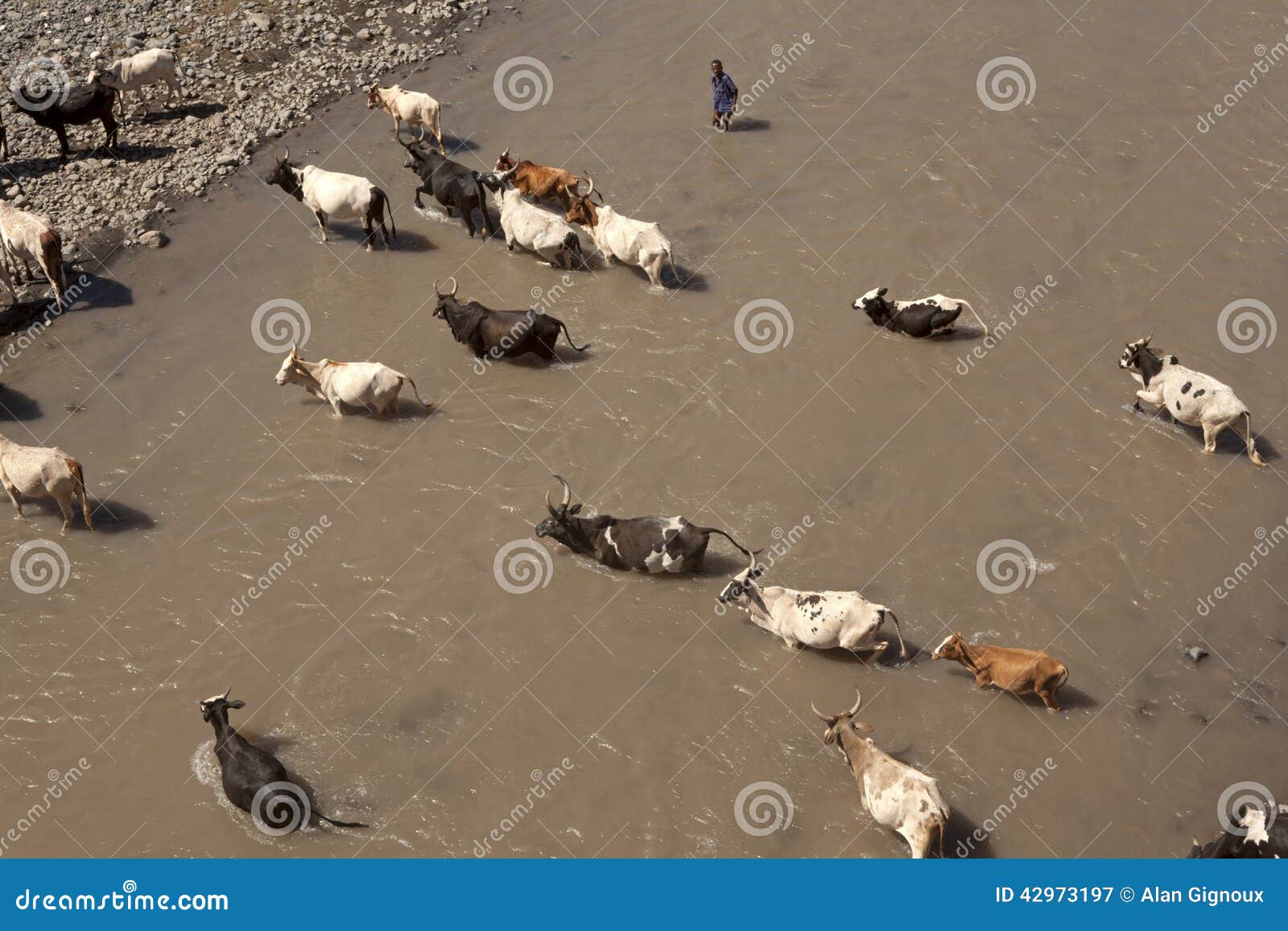 Cattle Crossing a River, Ethiopia Editorial Photography - Image of ...
