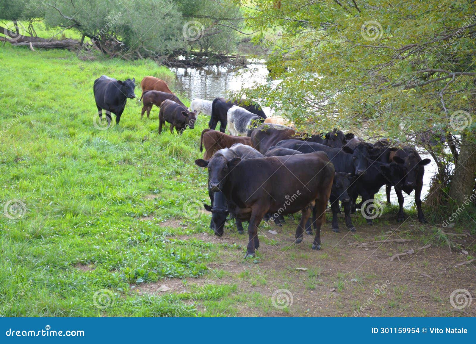 Cattle at the Crossing Stream Stock Photo - Image of grass, outside ...