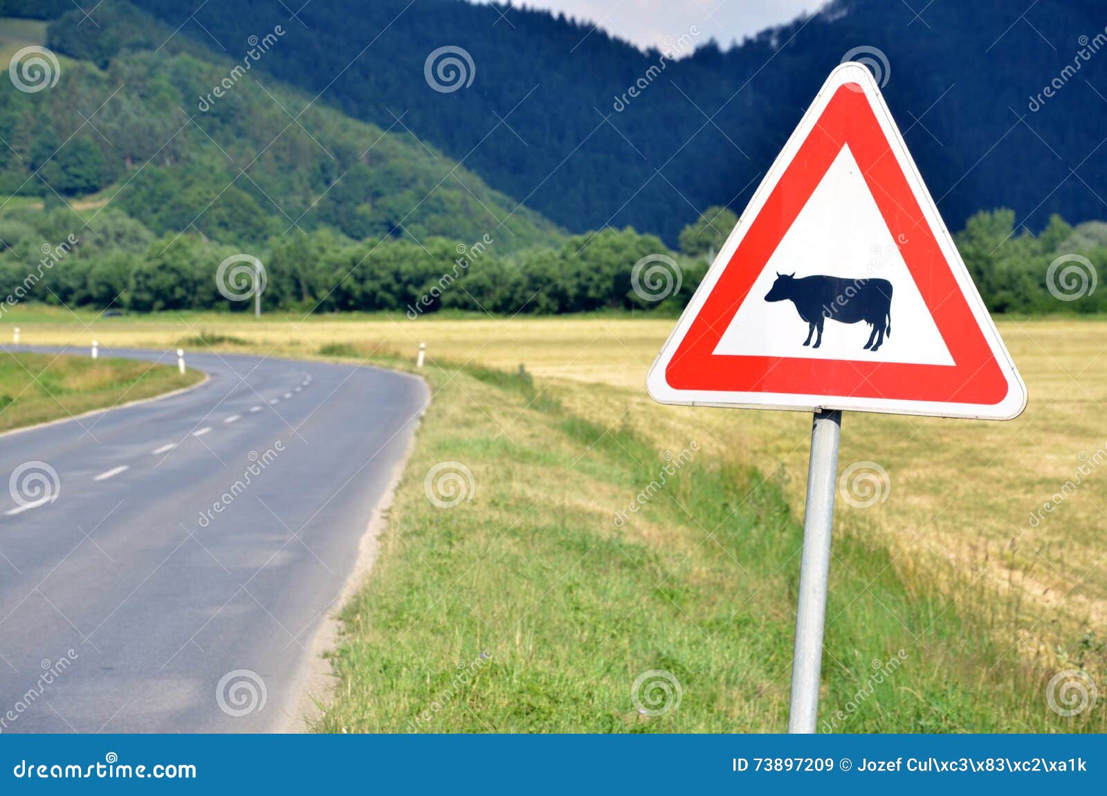 Cattle Crossing Traffic Sign Next To the Empty Road, Close-up Stock ...