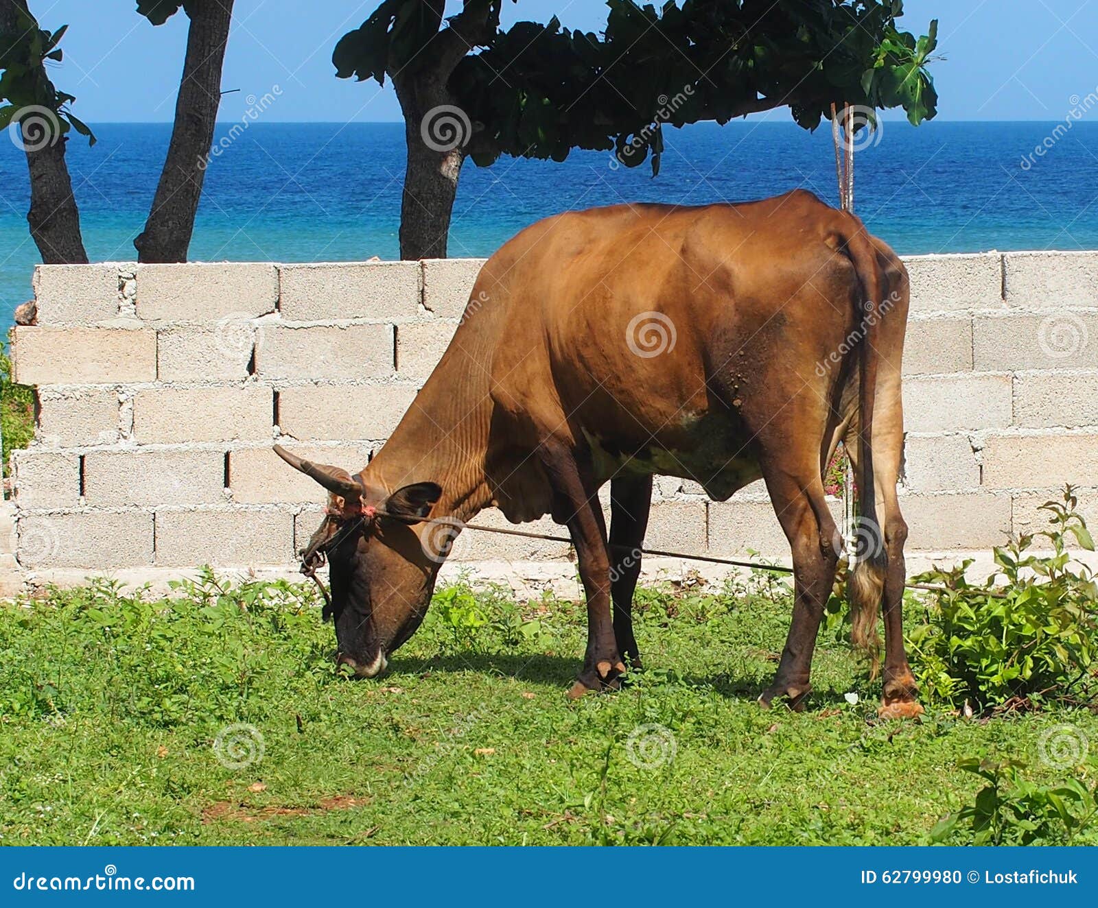 Cattle of Cuba stock photo. Image of meat, horns, bovine - 62799980