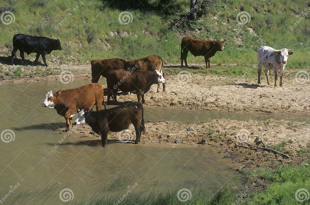 Cattle Drinking Out of Stream, Central CA Stock Image - Image of north ...