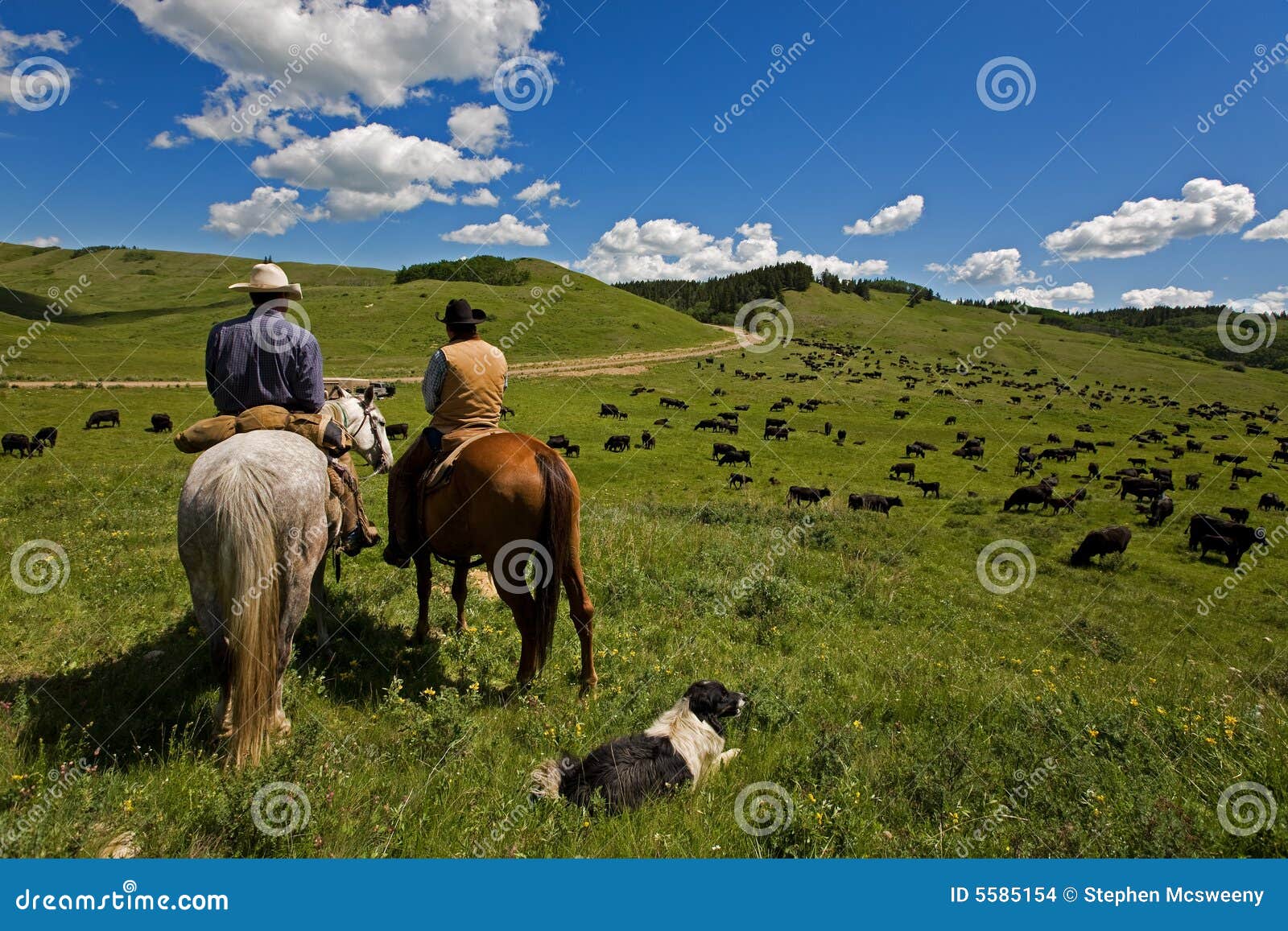 Cattle drive stock photo. Image of prairie, farm, western - 5585154