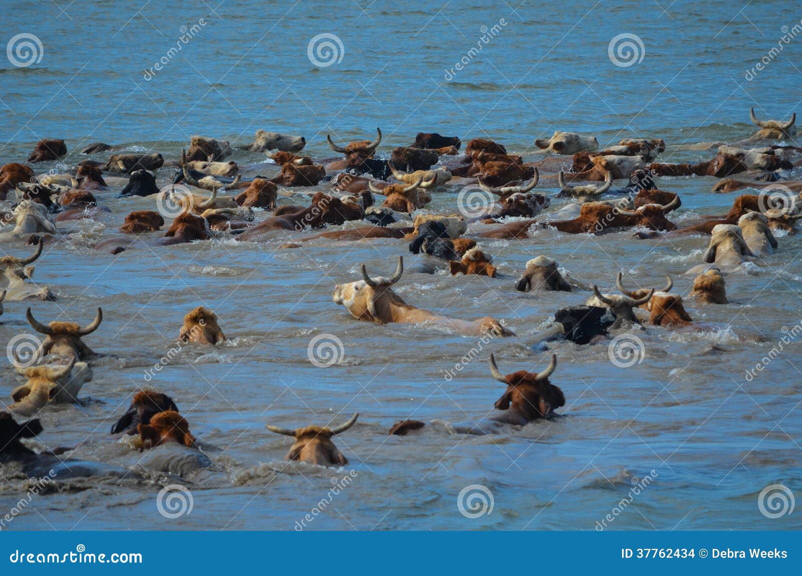 Cattle By The River On A Mountain Background. Stock Image ...