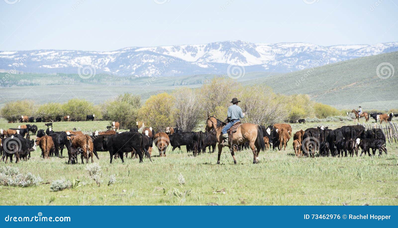 Cattle Drive in Colorado editorial photo. Image of bovine - 73462976