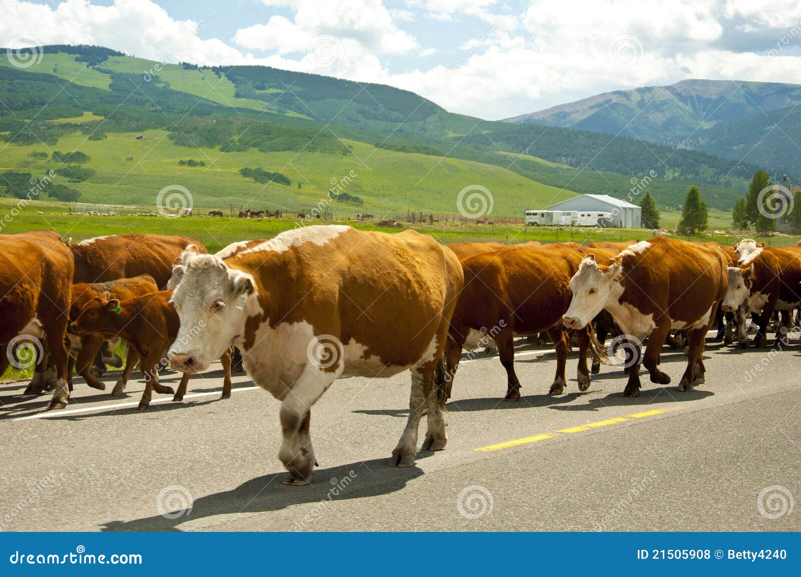 Cattle Drive Down Middle of Road. Stock Photo - Image of beef, drive ...