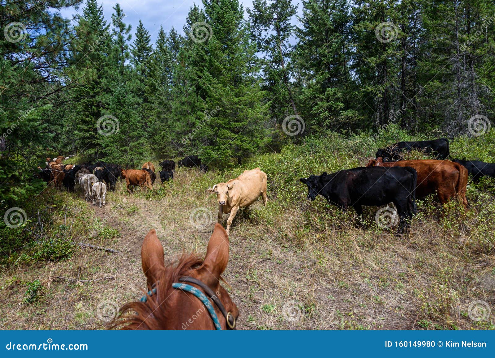 Cattle Drive from the Perspective of Wrangler, Forest of Bushes and ...