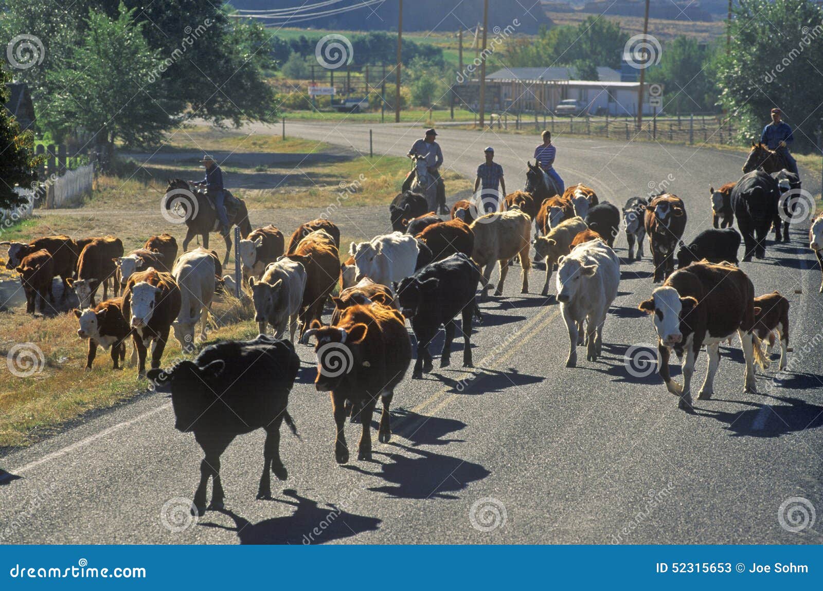 Cattle Drive Editorial Image | CartoonDealer.com #42119736