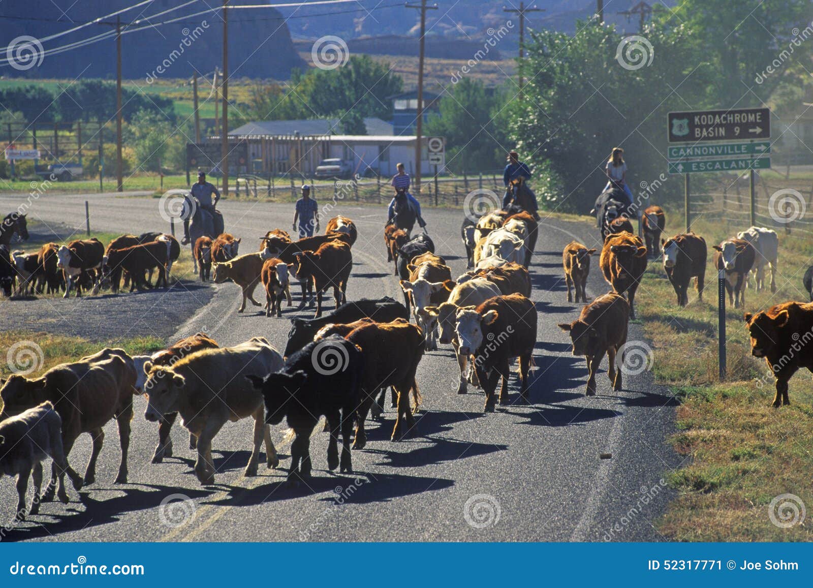Cattle Drive on Route 12, Escalante, UT Editorial Photo - Image of ...