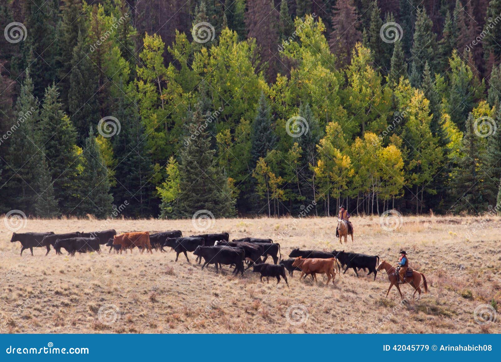 Cattle Drive Editorial Image | CartoonDealer.com #42119736