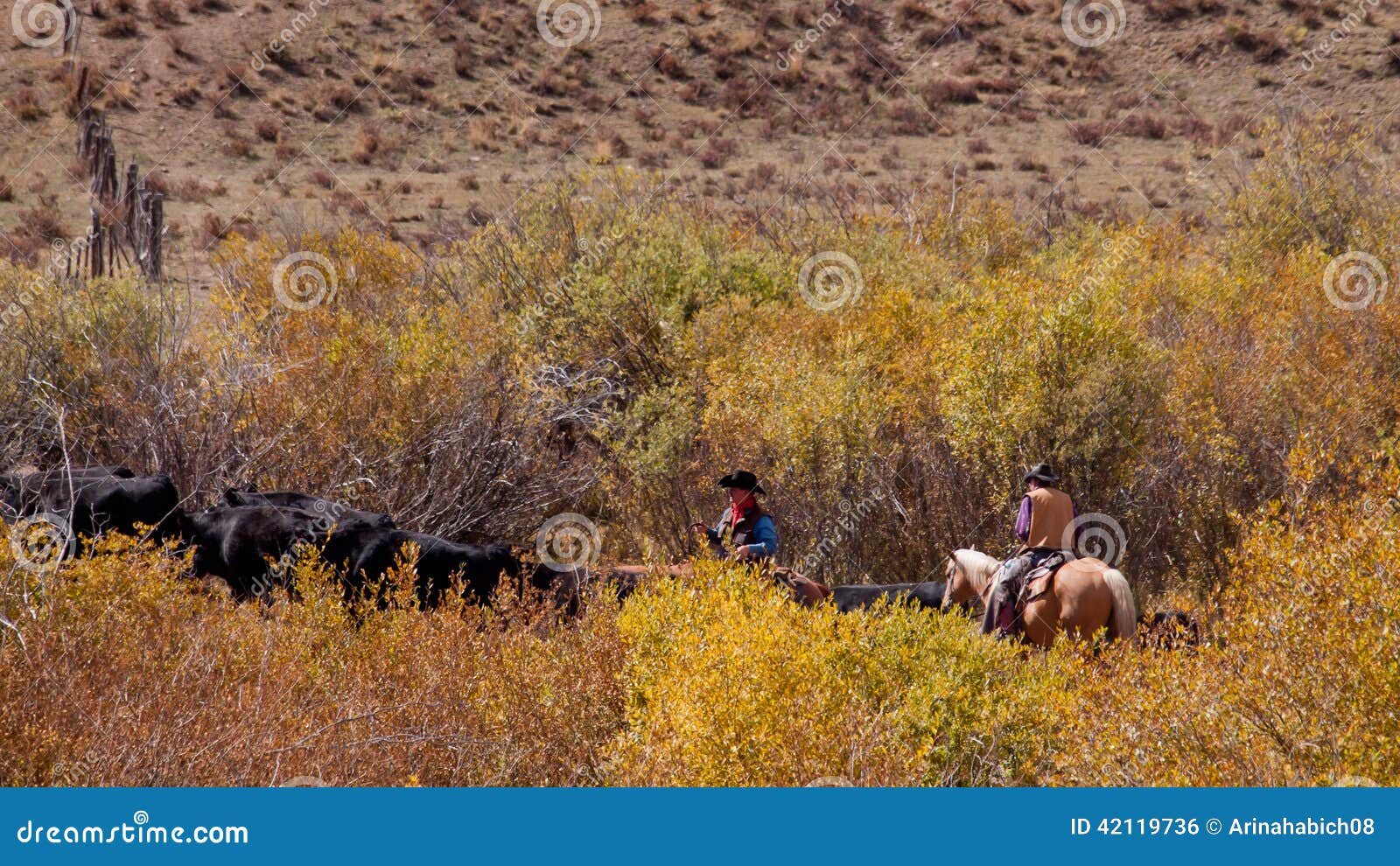 Cattle Drive Editorial Image | CartoonDealer.com #42119736
