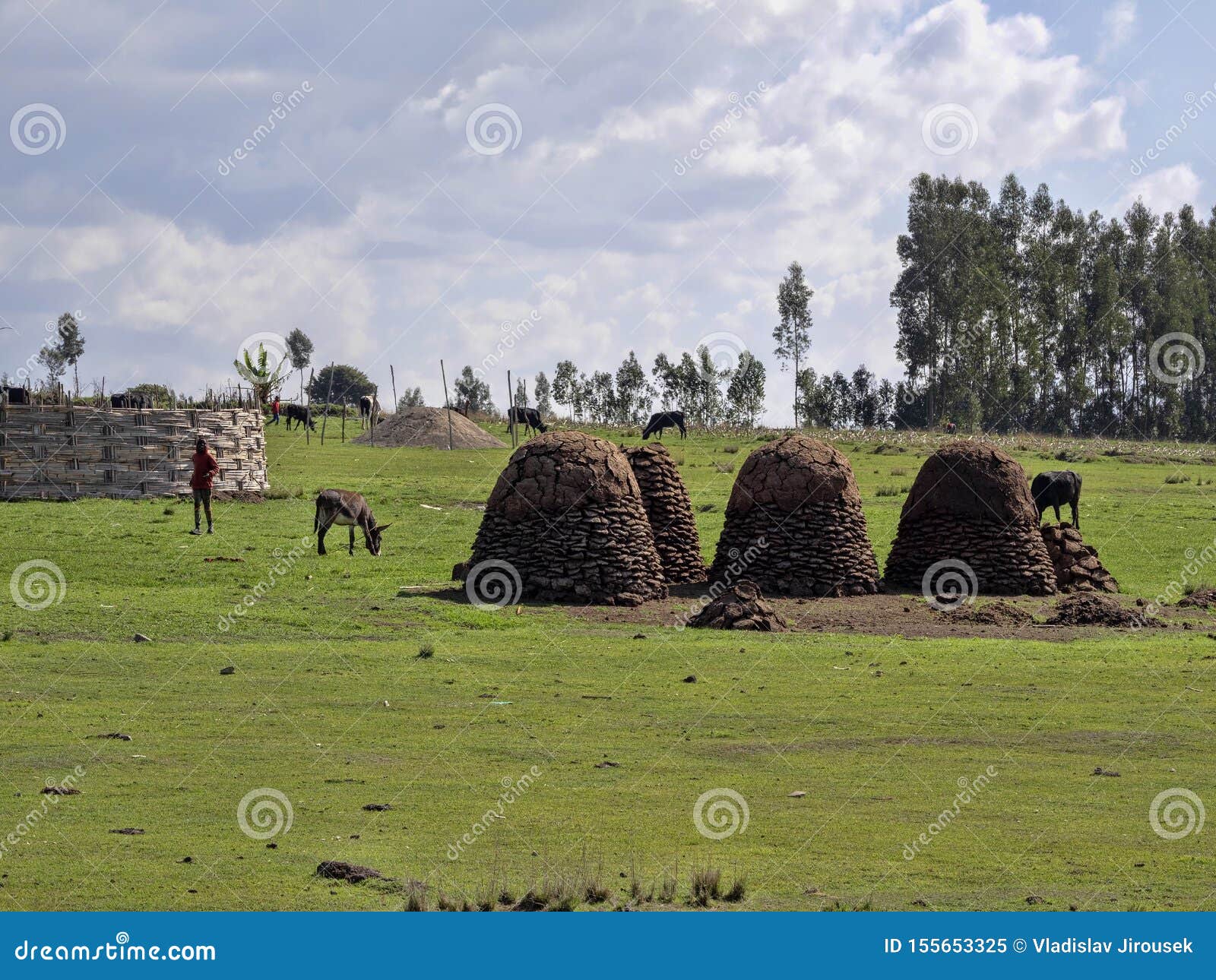 Cattle Droppings are a Valuable Raw Material for Heating, Ethiopia ...