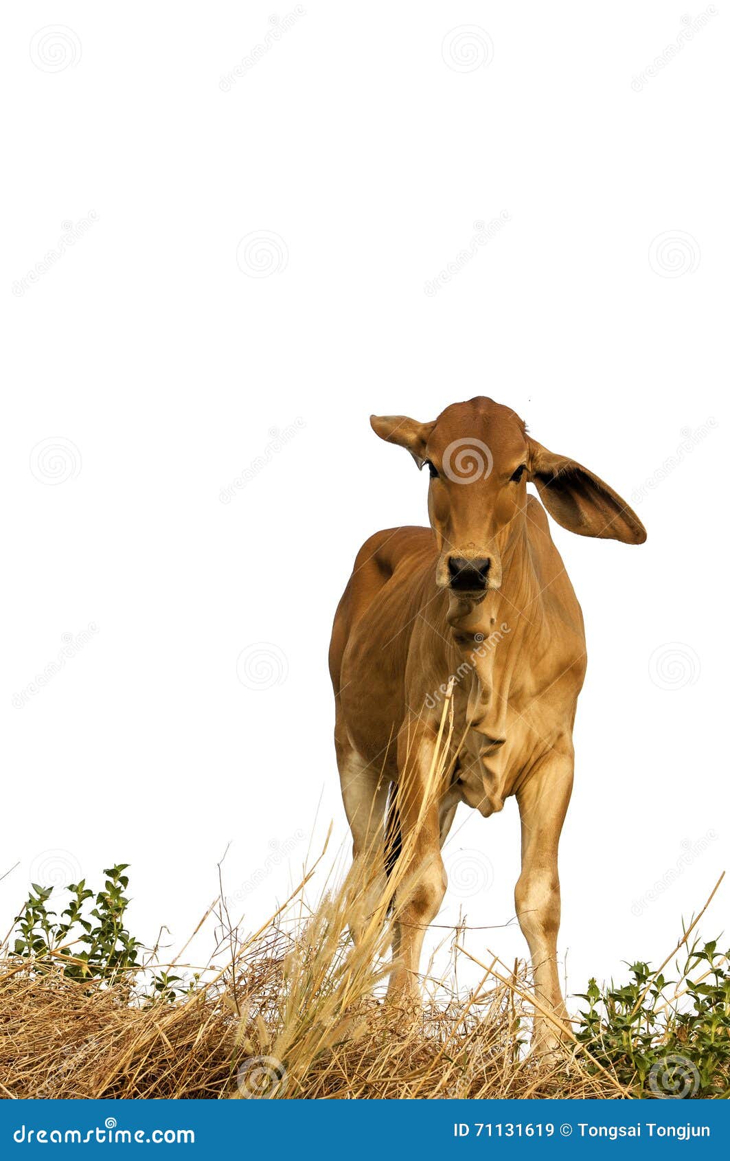 The cattle ear fold stock image. Image of summer, small - 71131619
