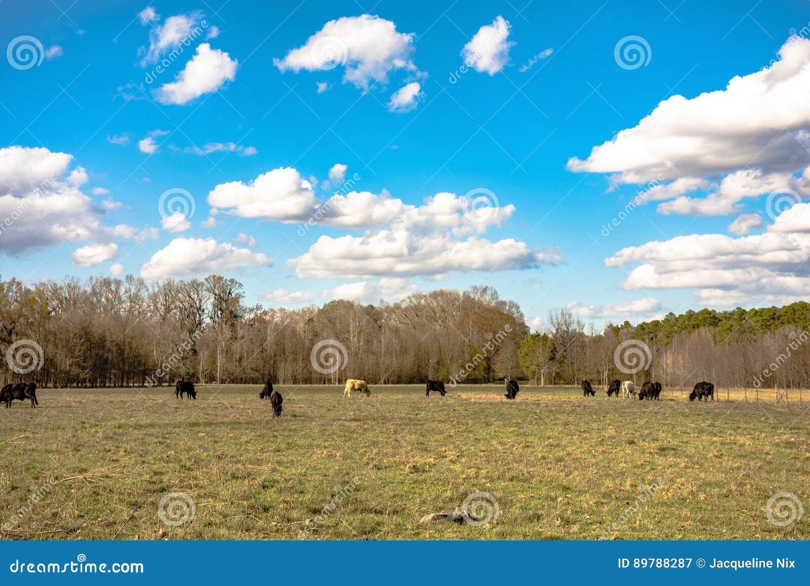 Cattle on Early Spring Pasture Stock Image - Image of pasture ...